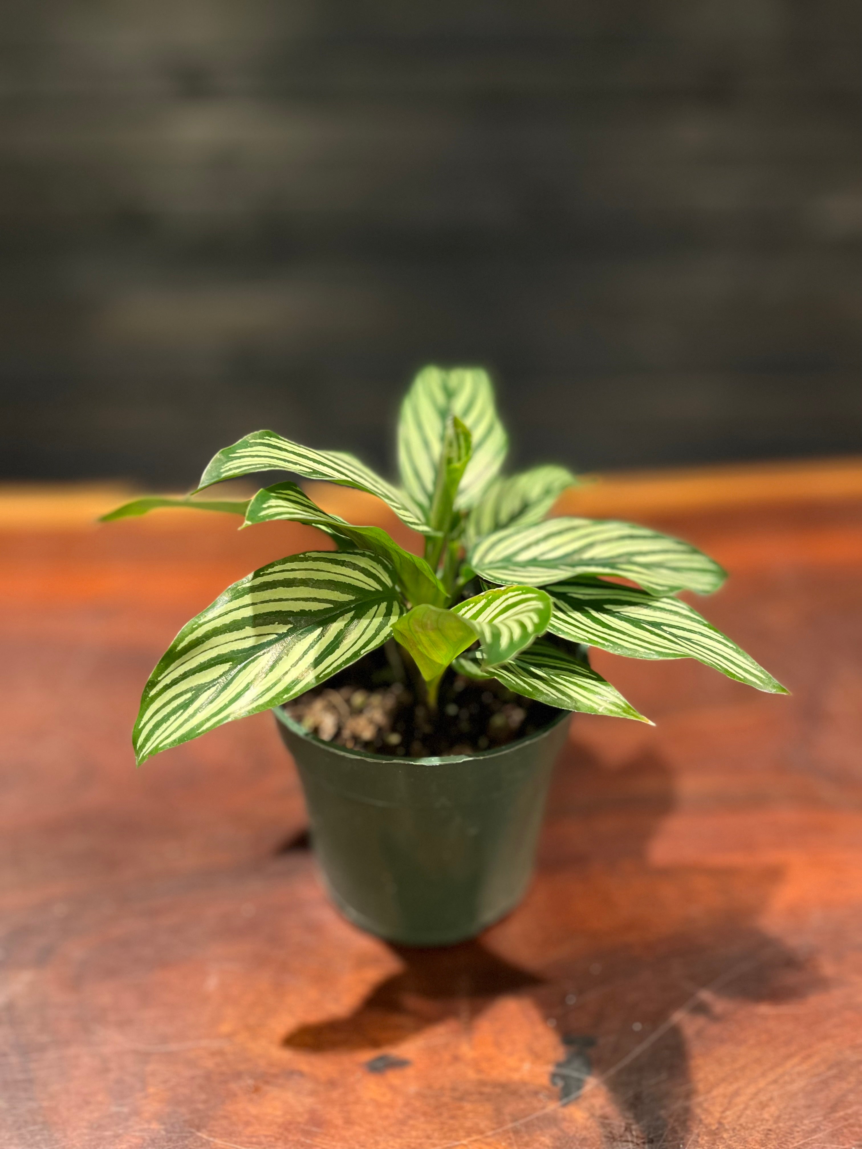 Vittata Calathea | Goeppertia elliptica 'Vittata' | leaf [ HOME • GIFT ...