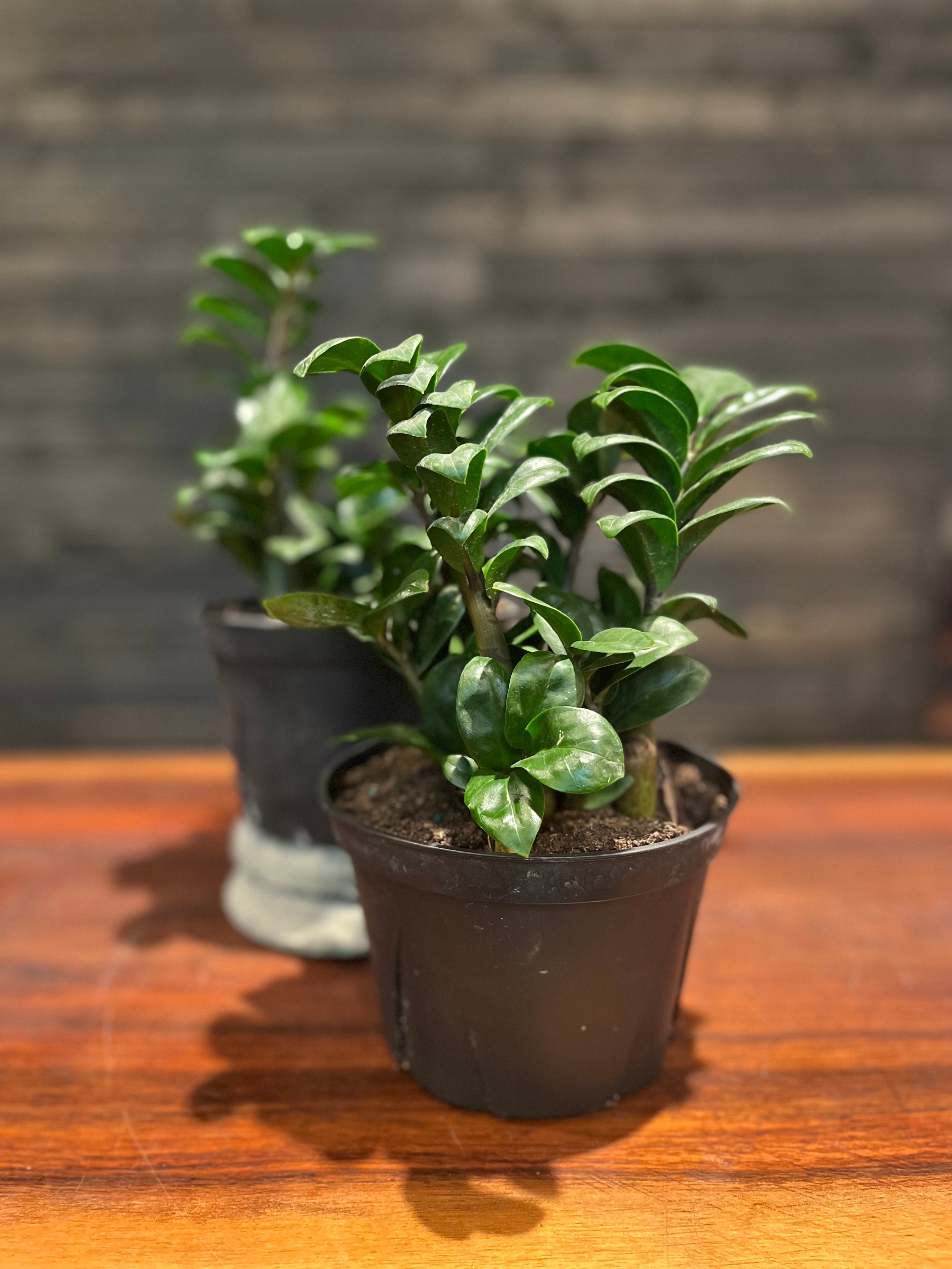 Dwarf ZZ Plant | Zamioculcus zamiifolia ‘Zenzi’ | leaf [ HOME • GIFT ...