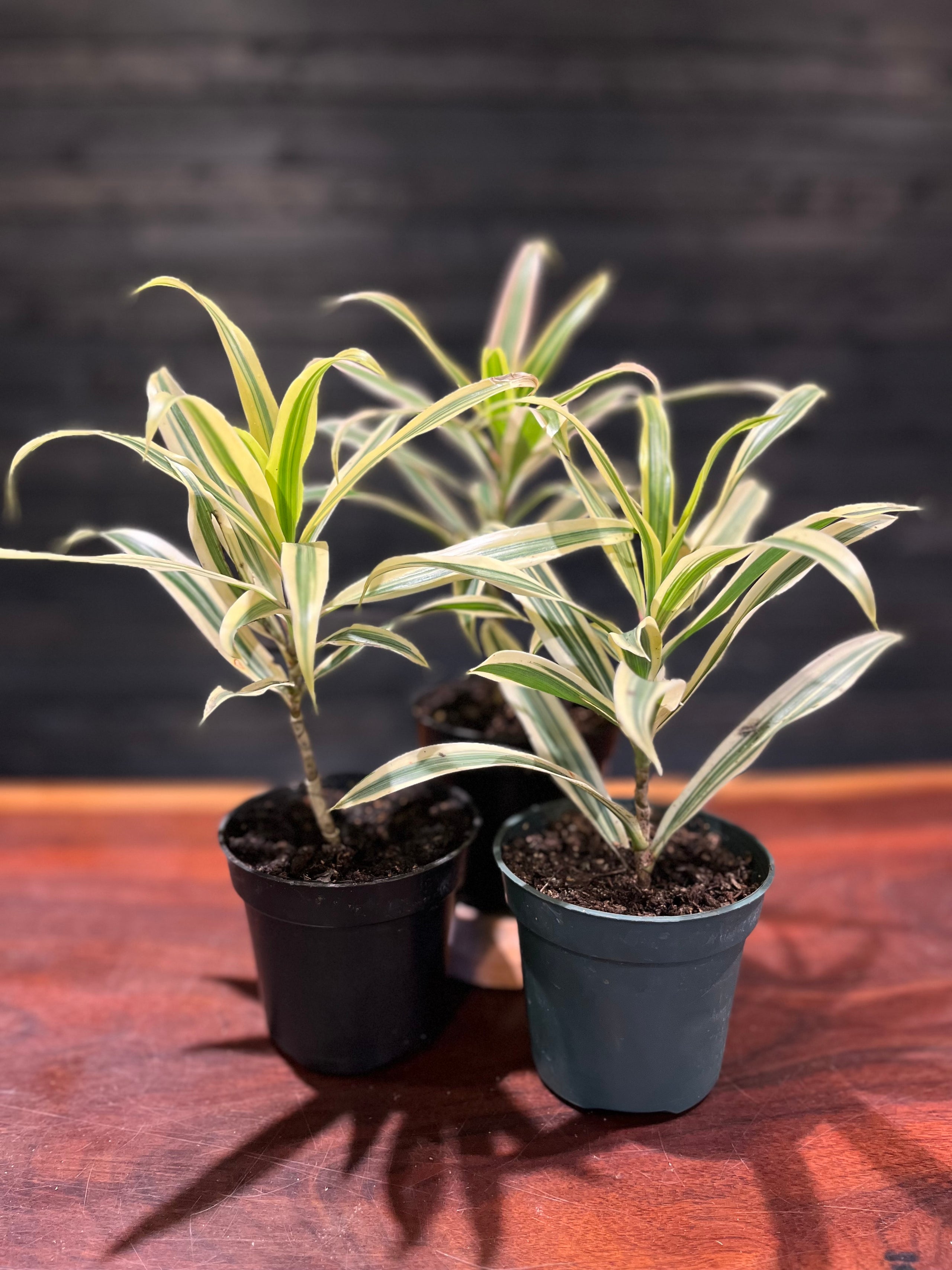 Song of India | Dracaena reflexa 'Variegata' | leaf [ HOME • GIFT ...