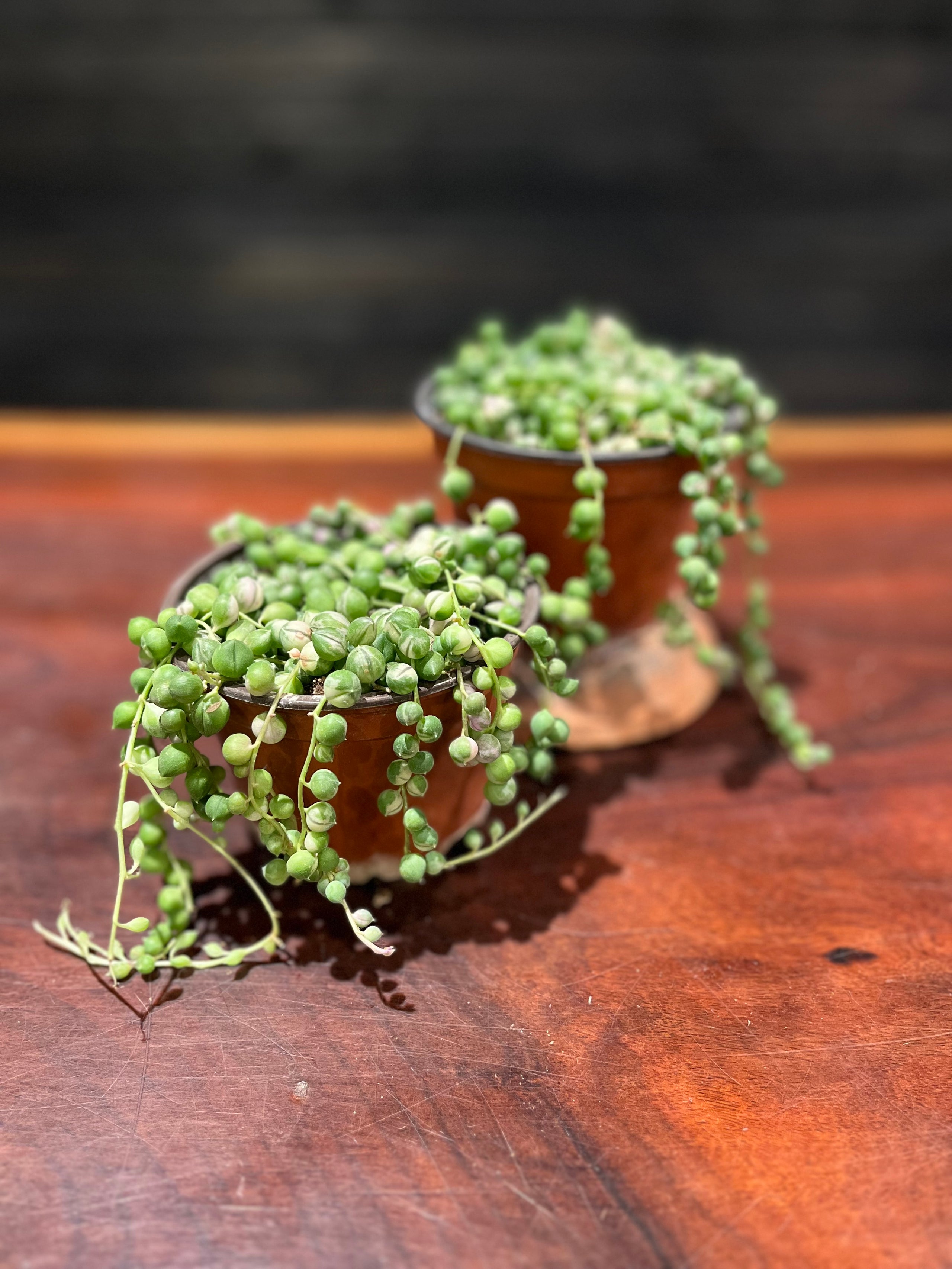 Variegated String of Pearls | Curio rowleyanus 'Variegata' | leaf ...